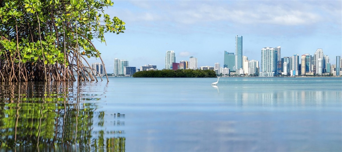 Resilience | Miami DDA